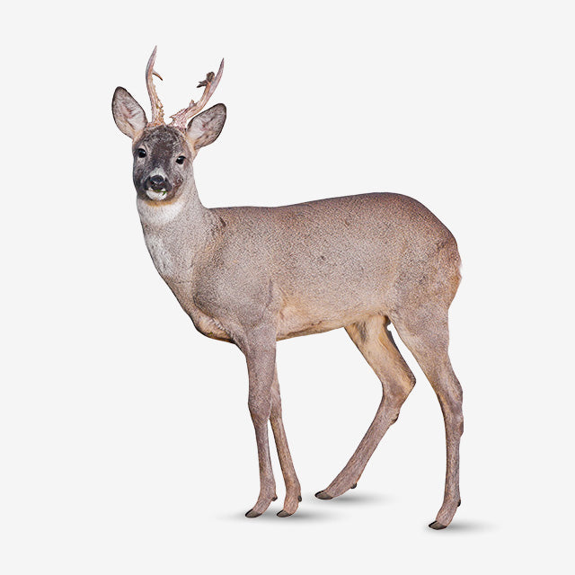 Buy Whole Venison Carcass | Roe, Fallow, Sika & Red Deer – Newavon Wild ...