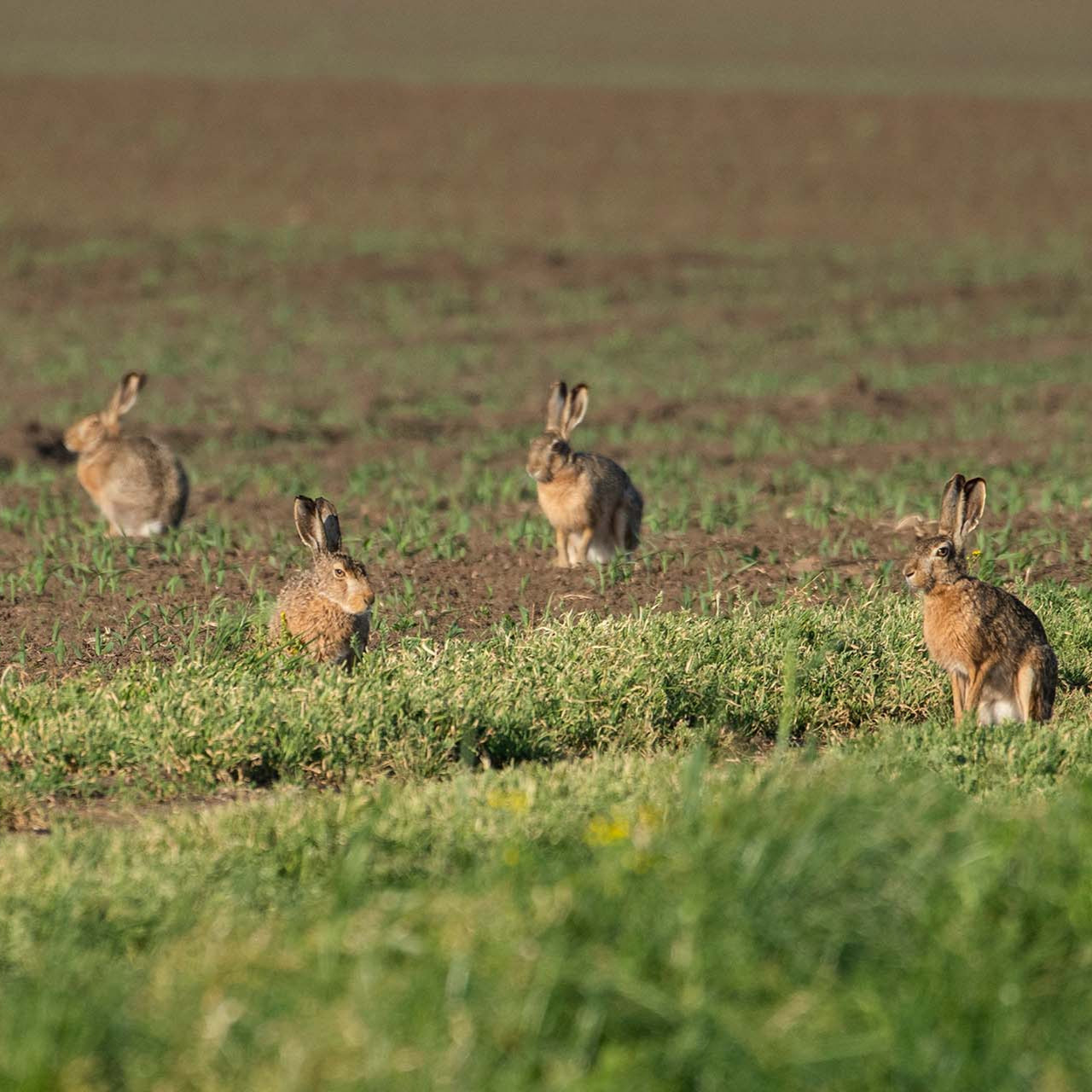 Buy Whole Rabbit | Wild RABBIT Meat UK – Newavon Wild Game