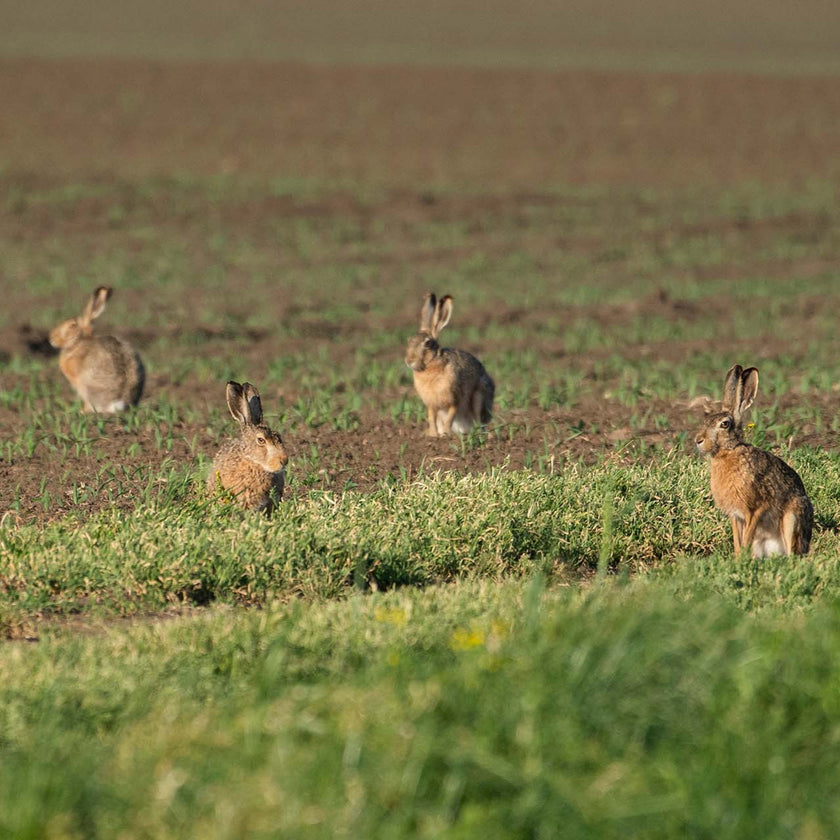 Buy Whole Rabbit | Wild RABBIT Meat UK – Newavon Wild Game