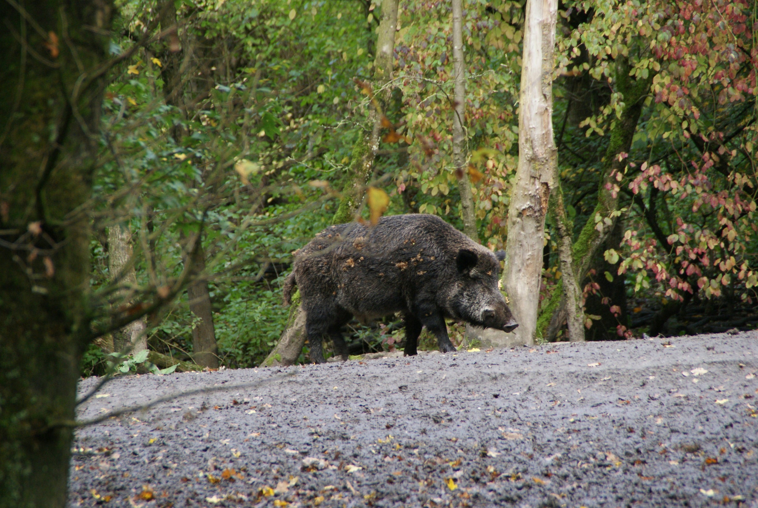 Wild Boar | Newavon Wild Game